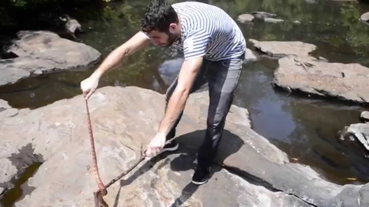 Handling a large Banded Water Snake (Nerodia fasciata)