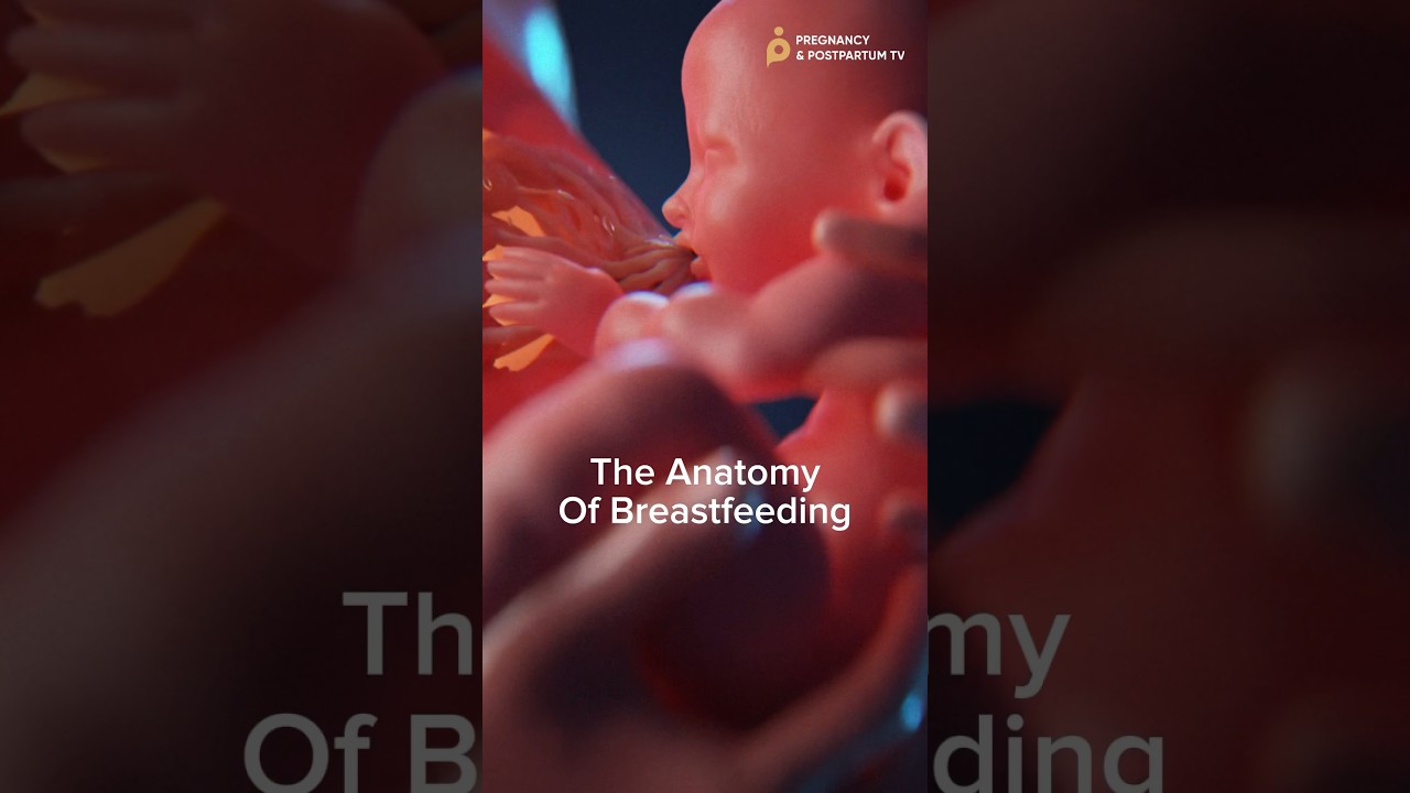 The 🤯 Anatomy of Breastfeeding ✨Bodies are AMAZING✨