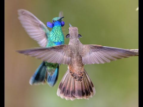 Bills as Weapons: A Natural History of Hummingbirds