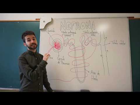 nefronas y formación de la orina