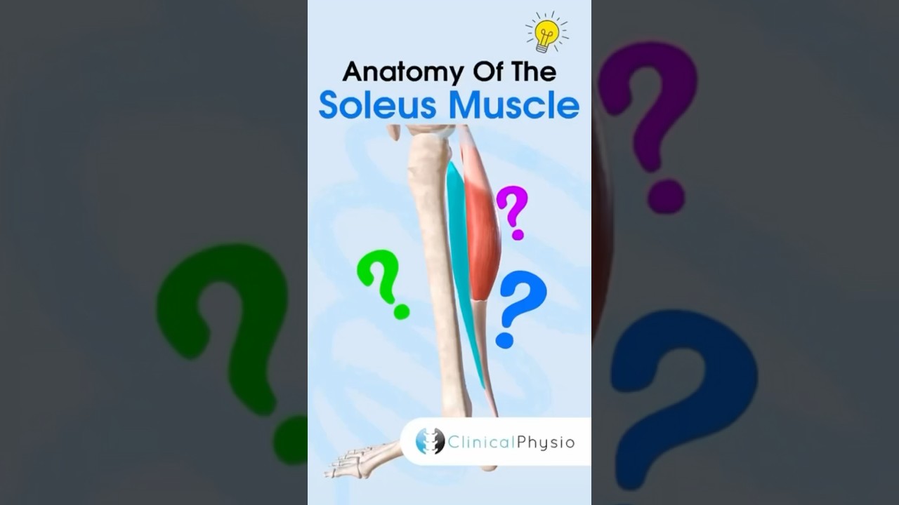 Soleus Muscle Anatomy #anatomy #physiotharapy #physicaltherapy #soleus