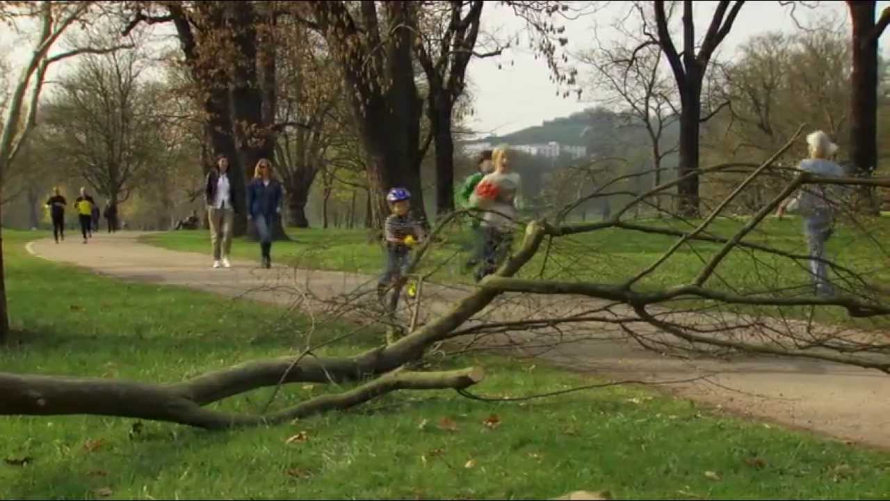 Introducing the cobra® Tree Support System