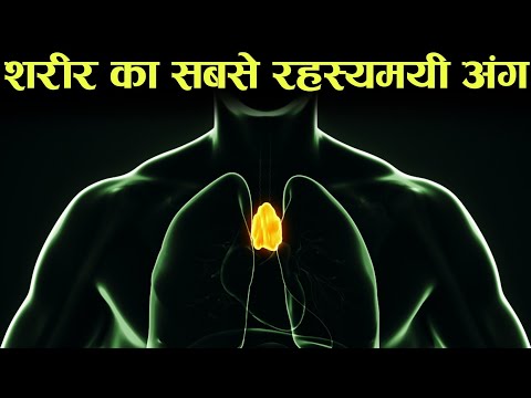 जवान होने तक बड़ा होता जाता हैं ये अंग - thymus gland anatomy in hindi
