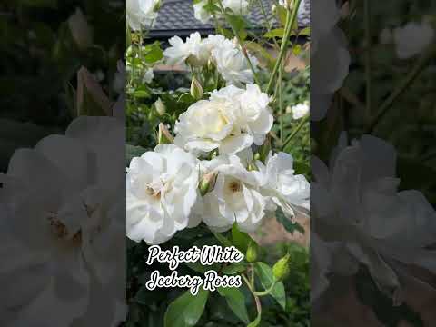 White Iceberg Roses