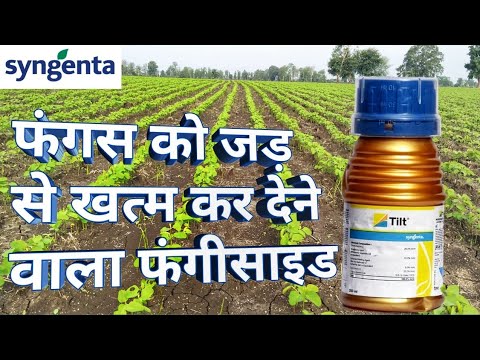 Syngenta Fungicides - Latest Price, Dealers & Retailers in India