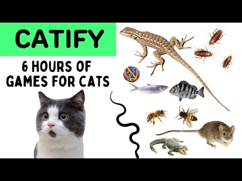 Cat Games - [6 HOURS] Mega Compilation Video for Cats to Watch - Mice, Fish, Bee, Cockroach...
