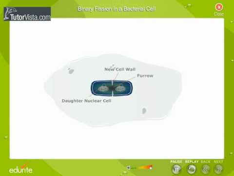 Binary fission in Bacterial cell