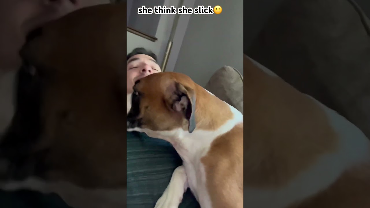 #sophietheboxer invading personal space again 😂 #boxerdog #boxer #dogsofyoutube