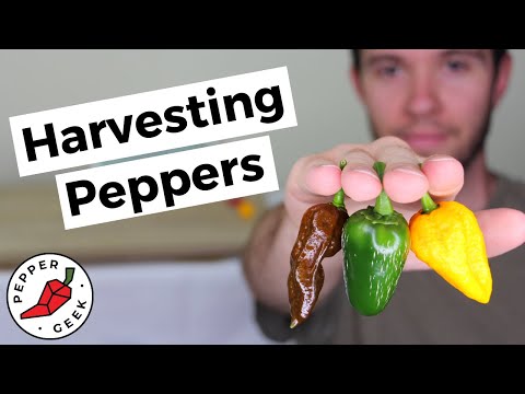 Harvesting Peppers - When To Pick Peppers (Jalapenos, Bell, Banana, Ghost & More)