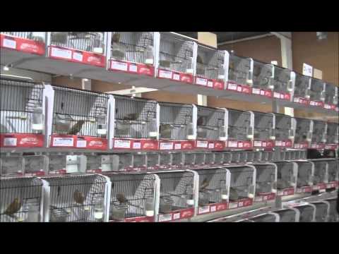 47º Campeonato Ornitológico de España 2012 (pasillo izda.)