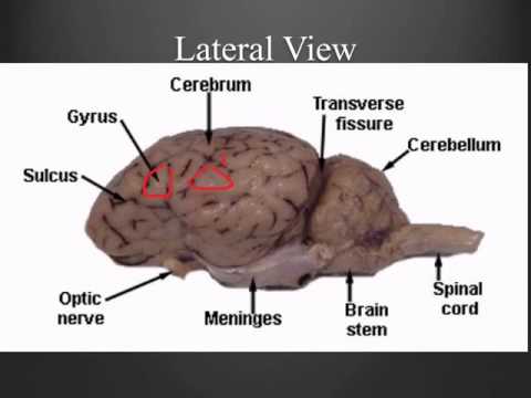 Sheep Brain Dissection Guide