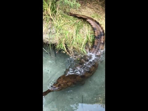 Totally Thrilling Tomistoma!