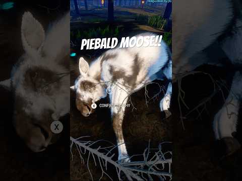 Shooting a piebald moose!! #cotw #callofthewildgameplay #hunting #thehunter #hunter #viralshort