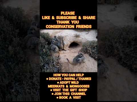5 Meerkat,Meerkats,Suricate,Suricates,Suricati,Suricato,Animaliselvatici,ミーアキャット,Mīakyatto,ميركات