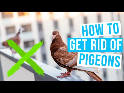 How to GET RID OF PIGEONS on balcony or roof