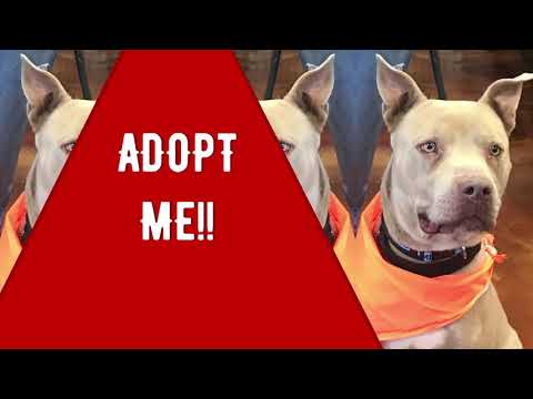 Forever Friends Humane Society AZ - Tango