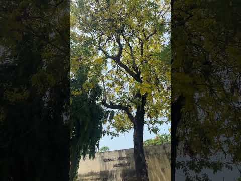 IIT Roorkee cover in yellow flowers 🌼 #iitr #roorkee #flower #spring #2025 #shorts