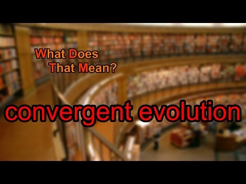 What does convergent evolution mean?