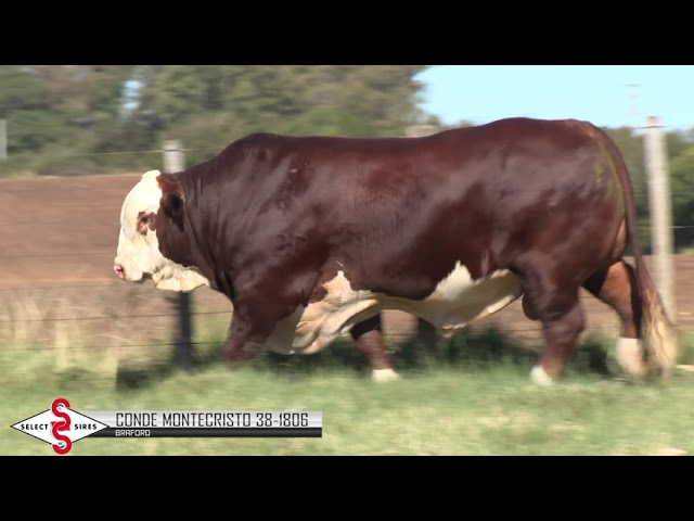 MONTECRISTO CONDE 38-1806 BO1806 | Touro | Select Sires