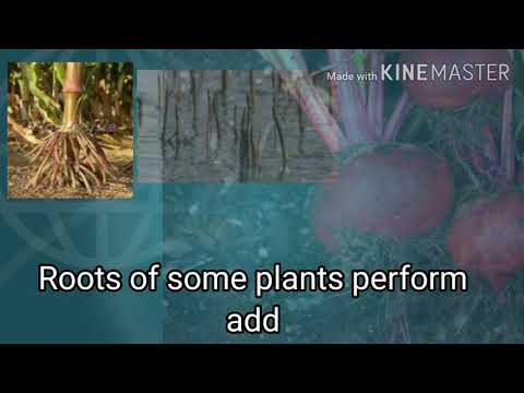 Modification of Roots - Getting to know Plants - CBSE Class 6 Science ...