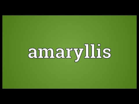 Amaryllis Meaning