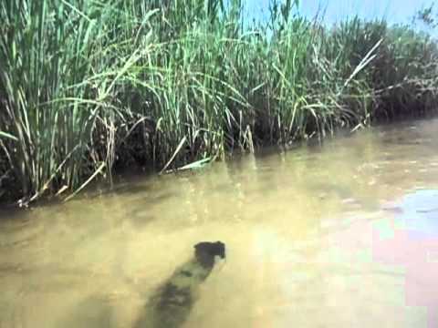 Spy Cool Outdoor Stuff with Andy McCown: A Summer Tidbit