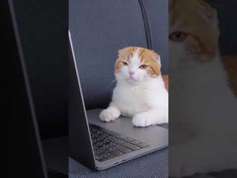 Cute cat working on laptop - WFH !! 🥰💕#shorts #cat