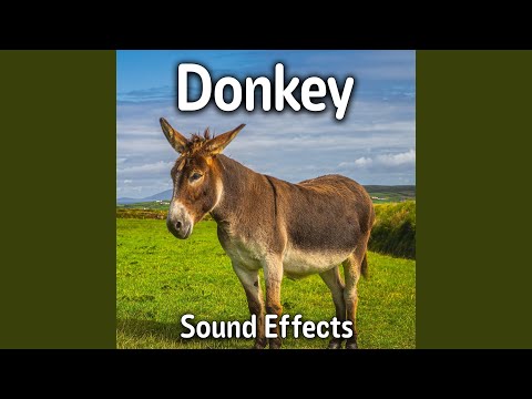 Single Donkey with Four Whistle Brays