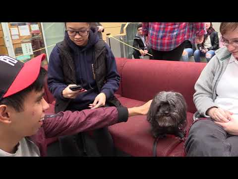 Therapy Dogs help stressed students