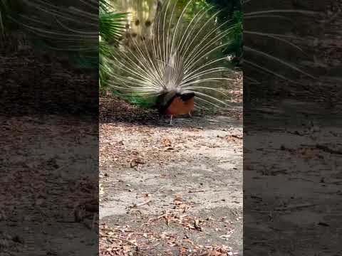Wild roosters of Florida ???? - chickens, peacocks and more birds roaming in Fort Pierce #shorts