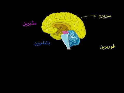 Brain Parts & functions Fore, mid & hind | Control & Coordination | Biology | Khan Academy Urdu