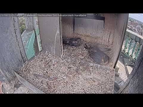 Webcam Slechtvalken Sint-Salvatorskerk Nest