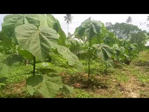 Bougainville Balsa trees, 2022