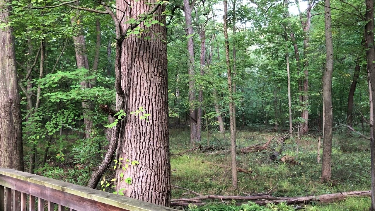 Black squirrel climbing on the tree