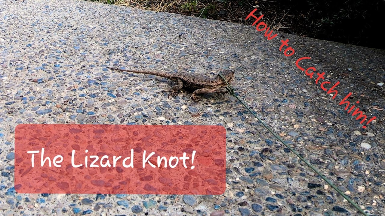 The Lizard Knot! (How To)