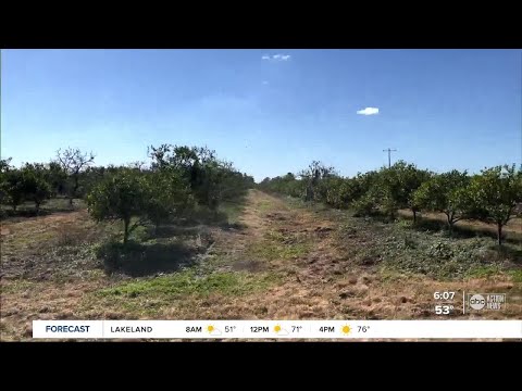 Orange juice prices rise as Florida citrus farmers struggle to survive