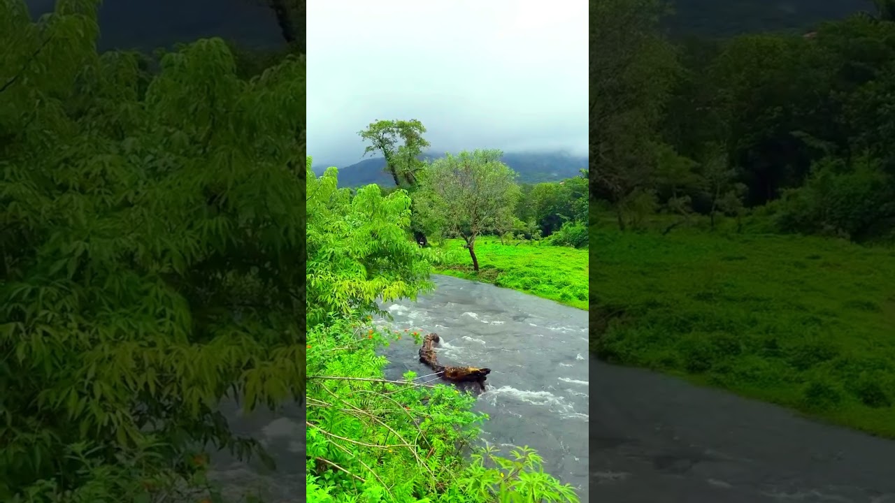 #village #blog #blogger #travel #trendingshorts #forest #travelling #foodblogger #kerala#love