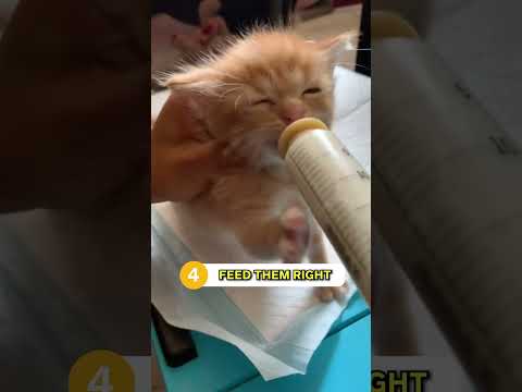 How To Take Care Of (Episode 3): NEWBORN KITTENS 🐱✨