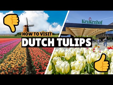 🌷Visit the Dutch LARGEST flower fields and Keukenhof near Amsterdam