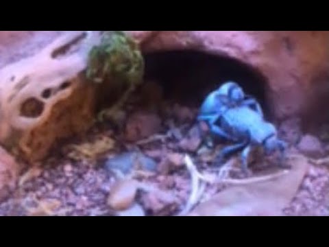 Blue Death feigning and Smooth Death feigning beetle (Care Guide)