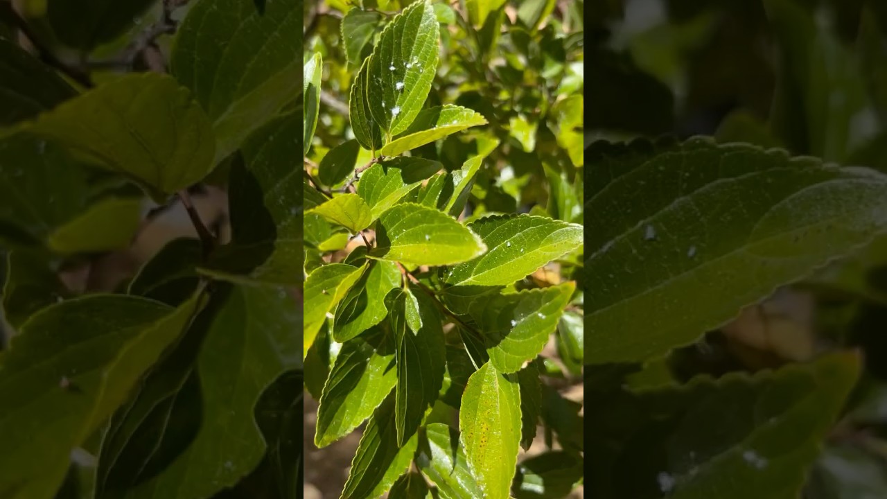 Hackberry tree. Good tree? Bad tree?