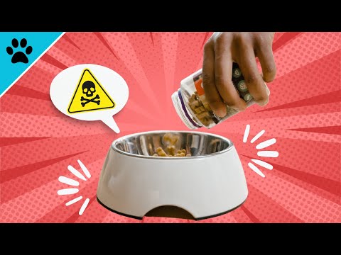 Hundefutter-Hersteller wollen nicht, dass du DIESES Video siehst! 🔥