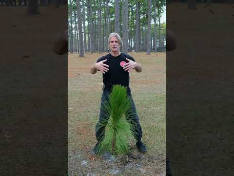 Getting Energy from Nature | David J. Coon #qigong