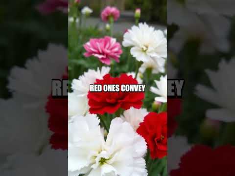 The Unveil of the Carnation's Misunderstood Versatility