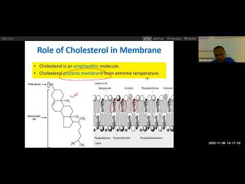Lipid 1.3: Function of cholesterol in the membrane