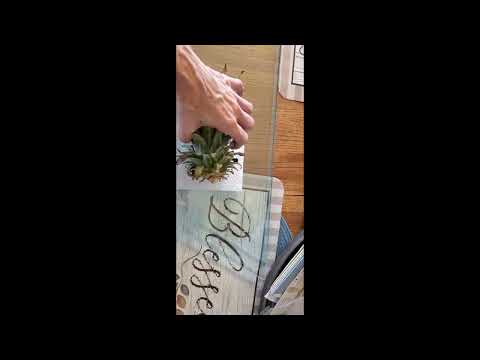 The Beginning Process Of How To Grow A Pineapple (pronounced puhnapple-ey 😊😉)