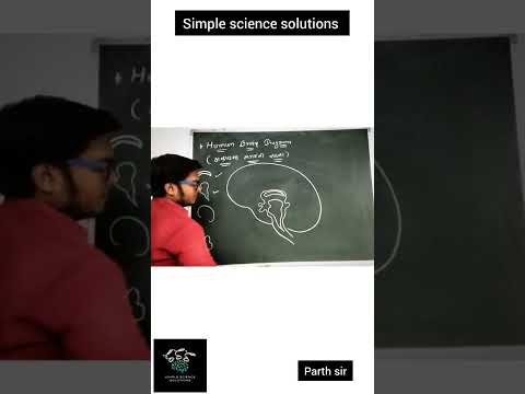 Brain diagram in easy way