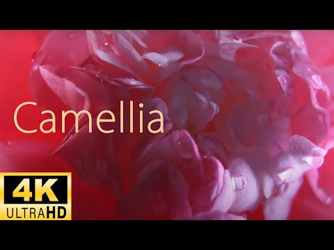 Camellia, Tsubaki, 4K