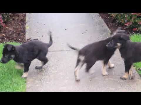 German Shepherd Puppies For Sale