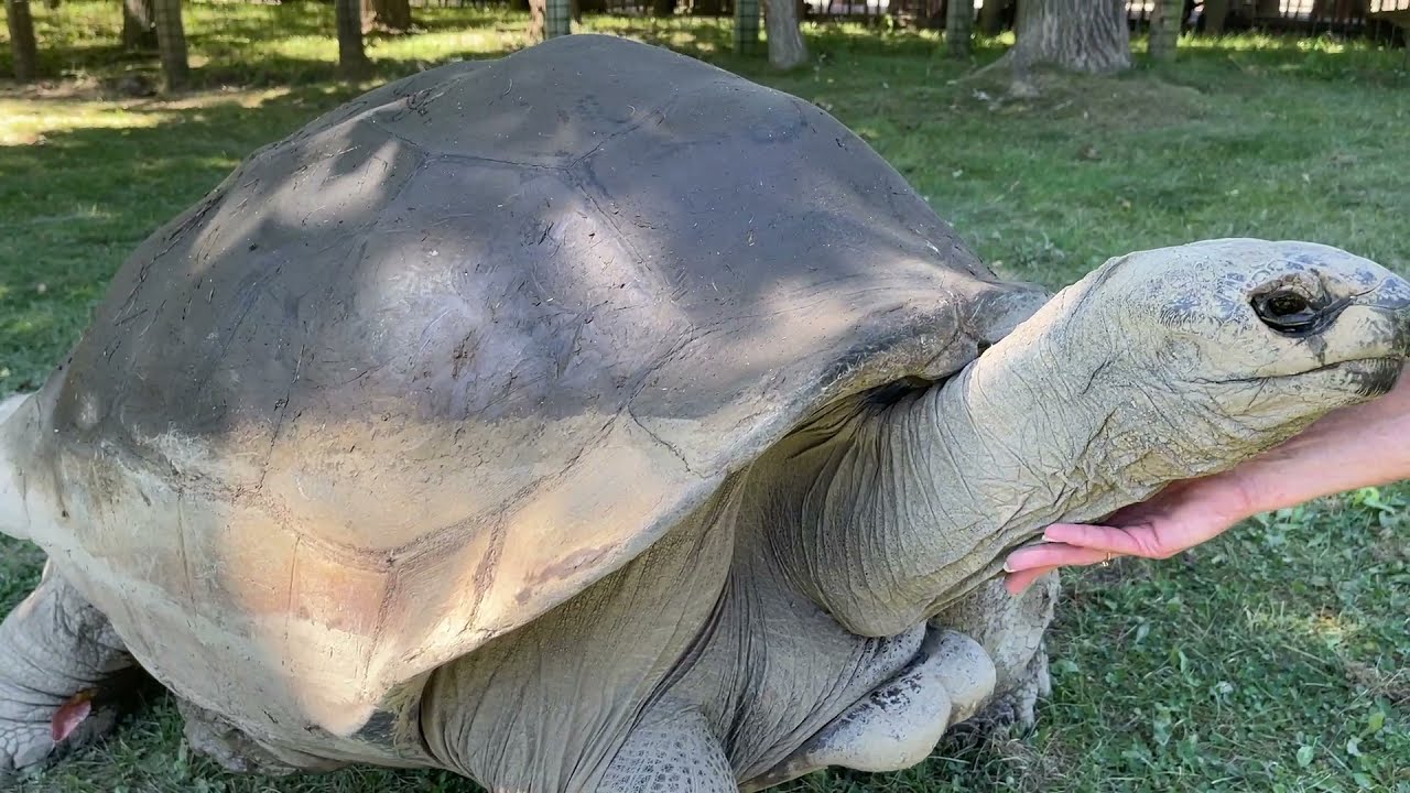 Five Animals You Have to Meet at the Peoria Zoo